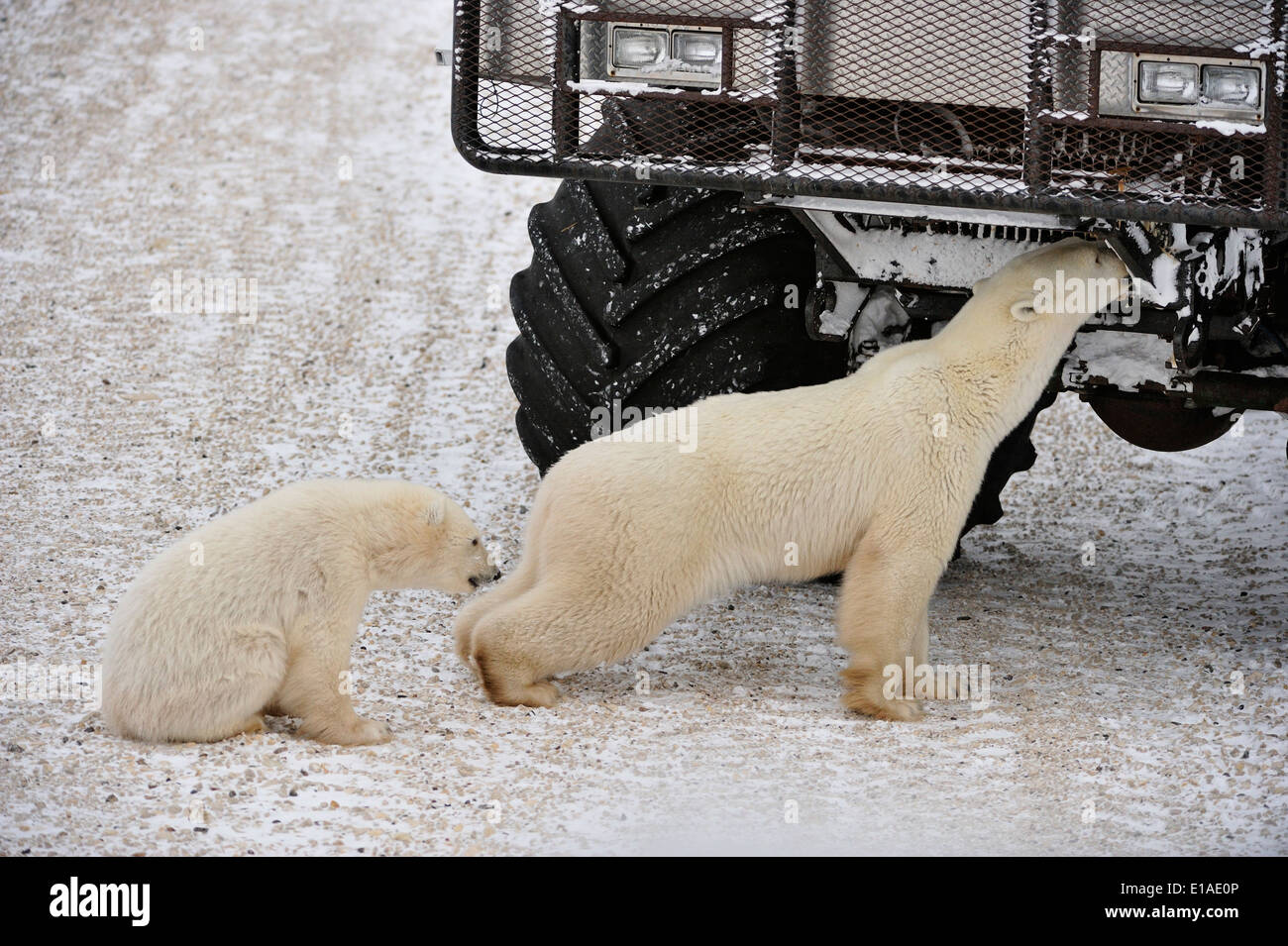 Polar Bear (Ursus maritimus) Mother with first-year cub attracted to Tundra Buggy vehicle Wapusk ...