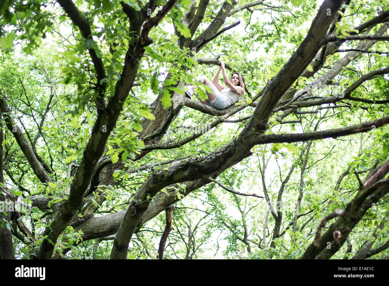 young female reclining high up in tree relaxing in branches partially ...