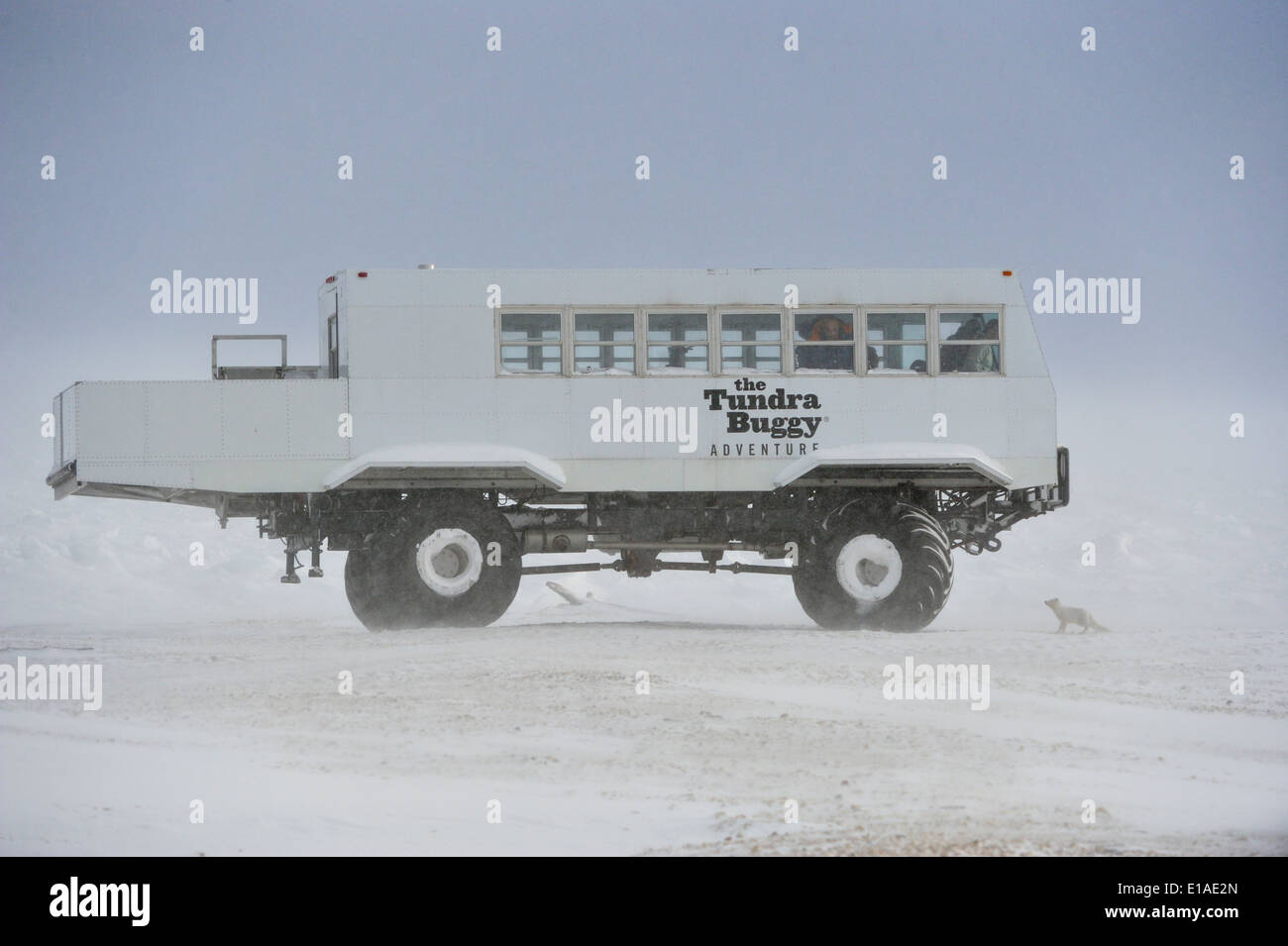 Tundra Buggy vehicle with Arctic Fox (Alopex lagopus) Wapusk National ...