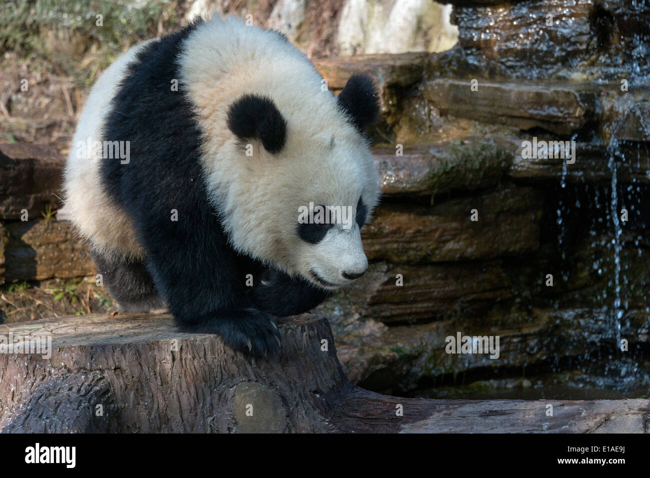 Panda water hi-res stock photography and images - Alamy