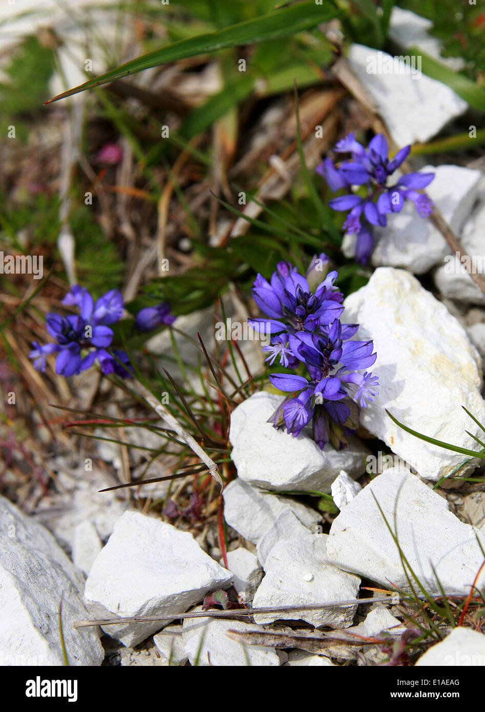 Blue chalk milkwort hi-res stock photography and images - Alamy