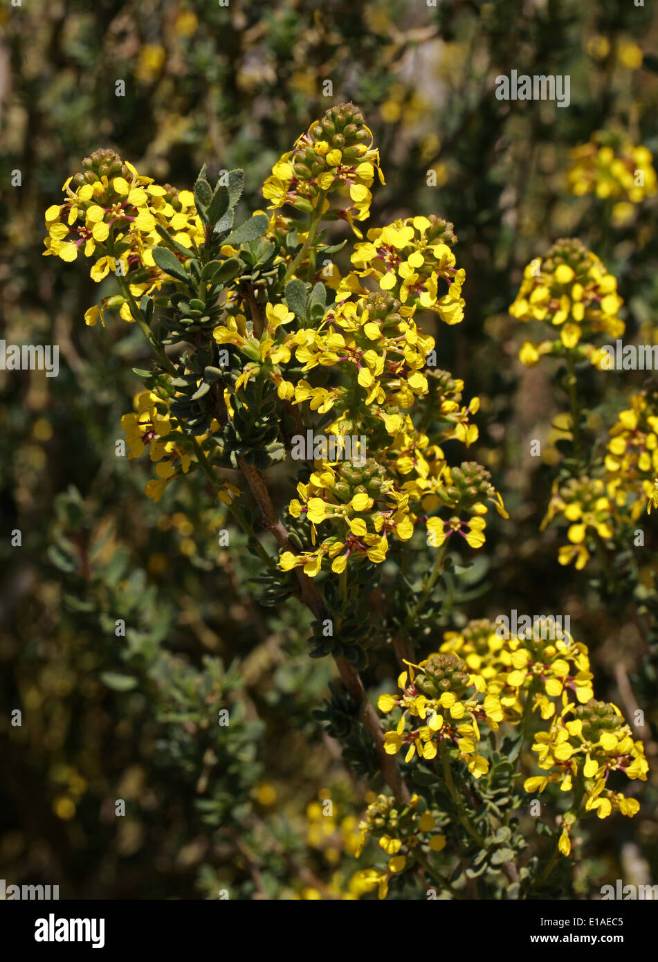 Vella pseudocytisus, Brassicaceae (Cruciferae). Vella is endemic to ...