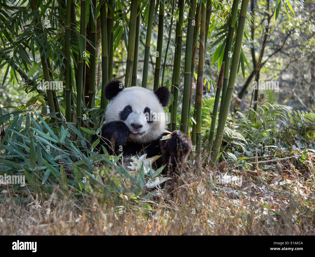 Panda eating bamboo hi-res stock photography and images - Alamy