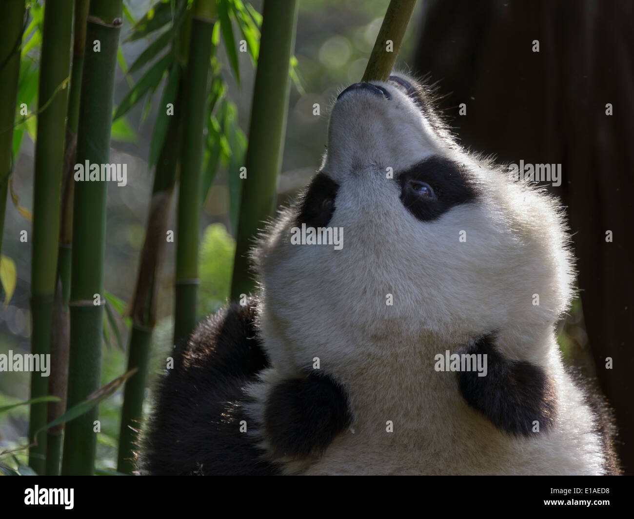 Panda open mouth bifeng xia hi-res stock photography and images - Alamy