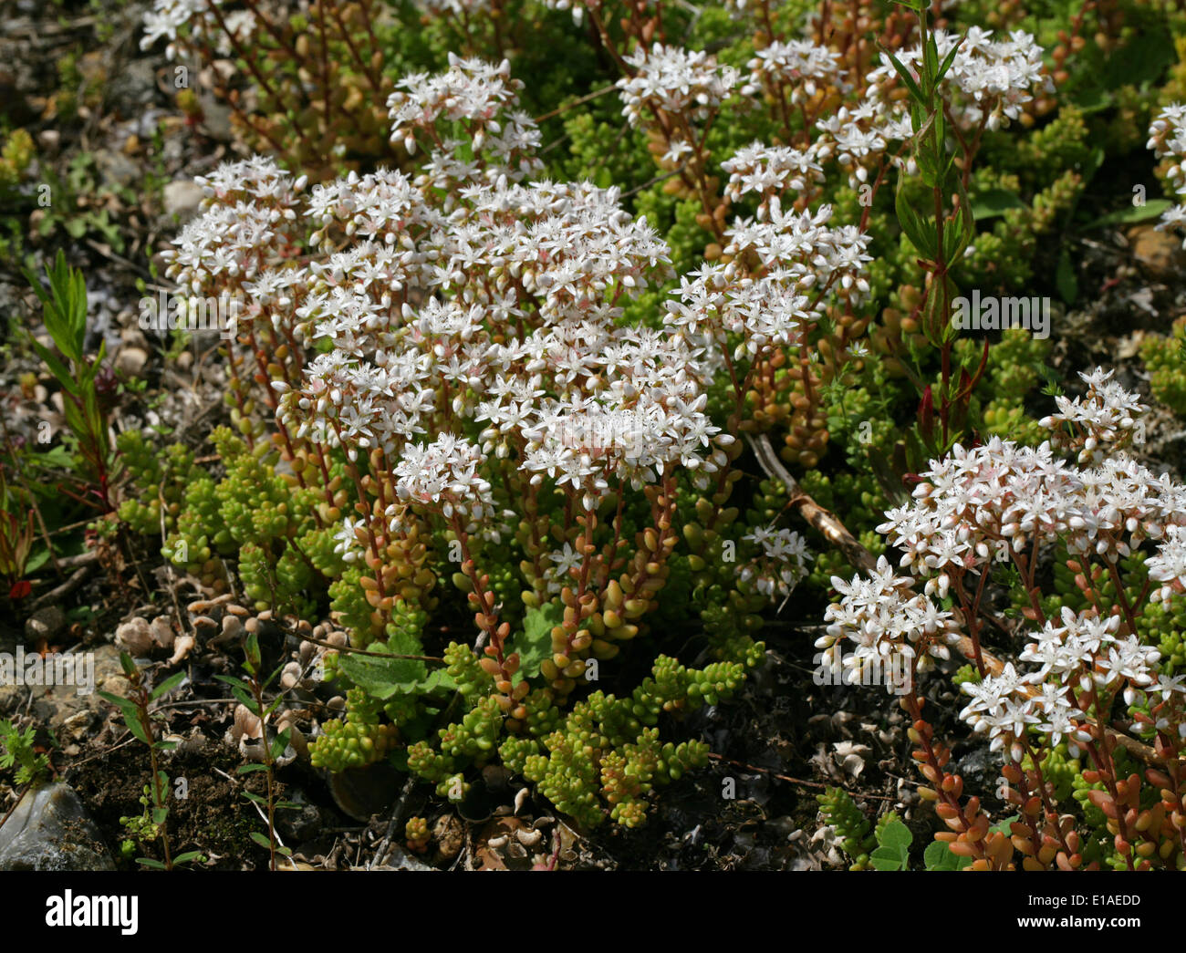 Sedum Album