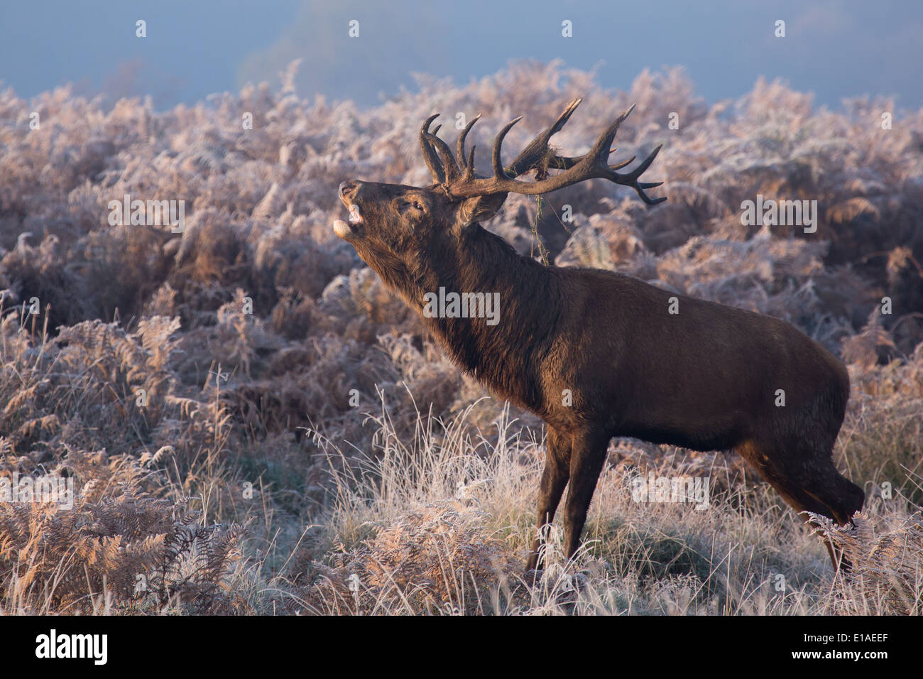 Groaning hi-res stock photography and images - Alamy