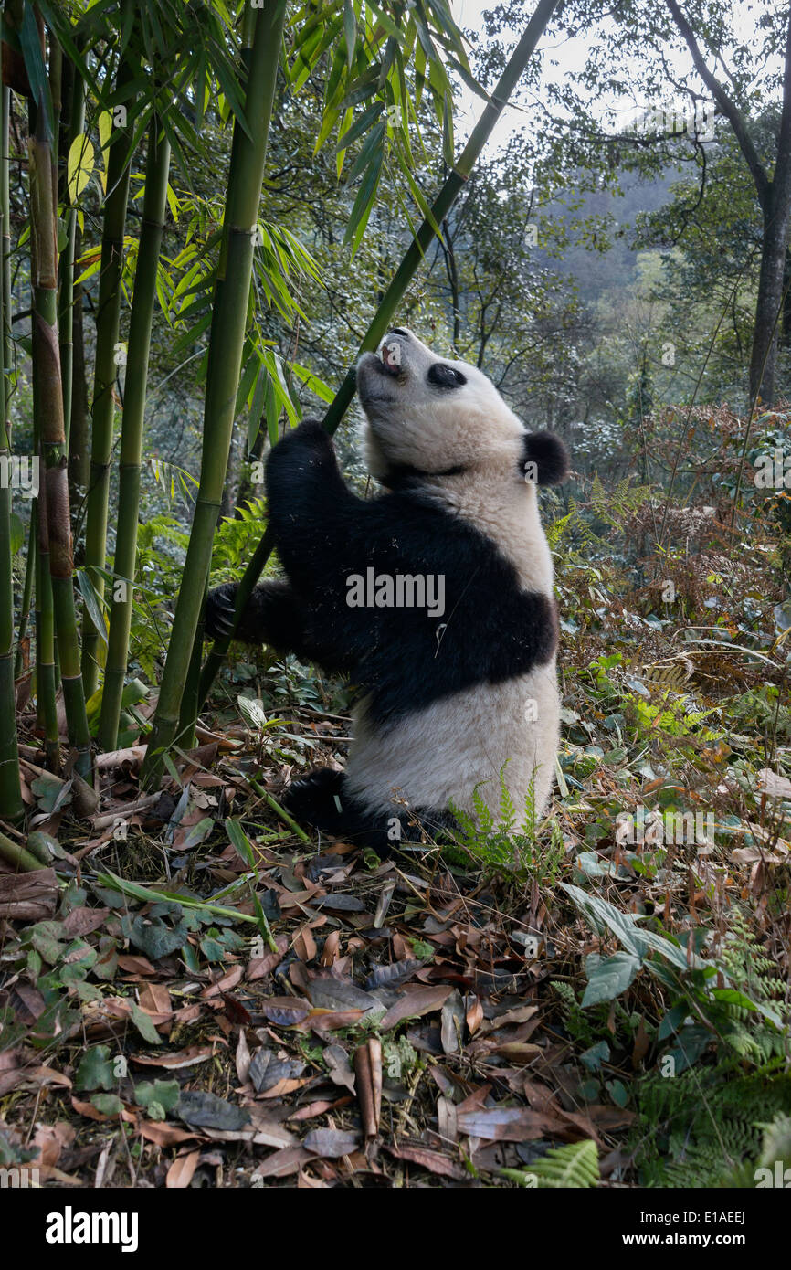 Young panda reaching up for a bamboo stalk hi-res stock photography and ...