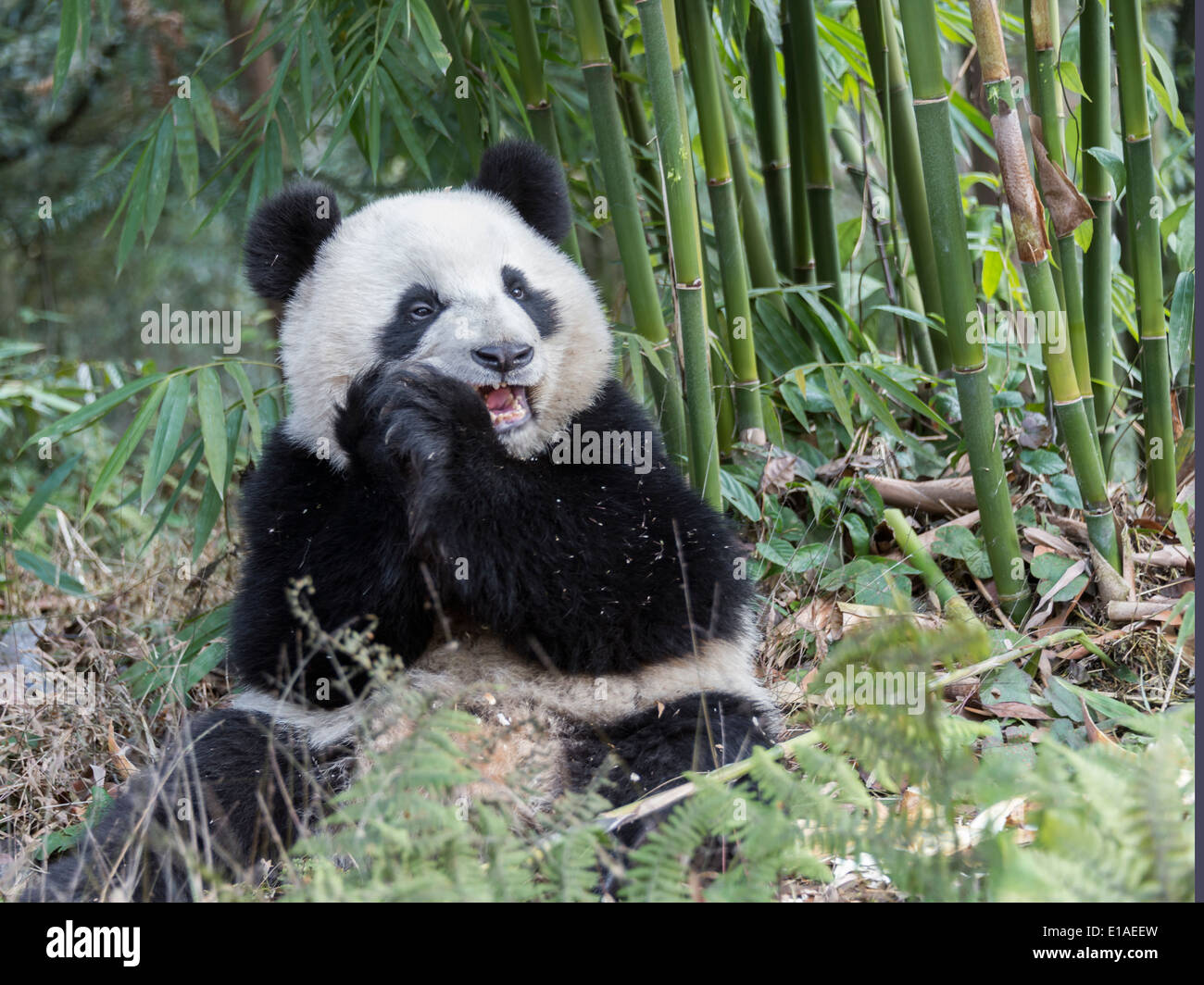 Panda eating a bamboo shoot hi-res stock photography and images - Alamy