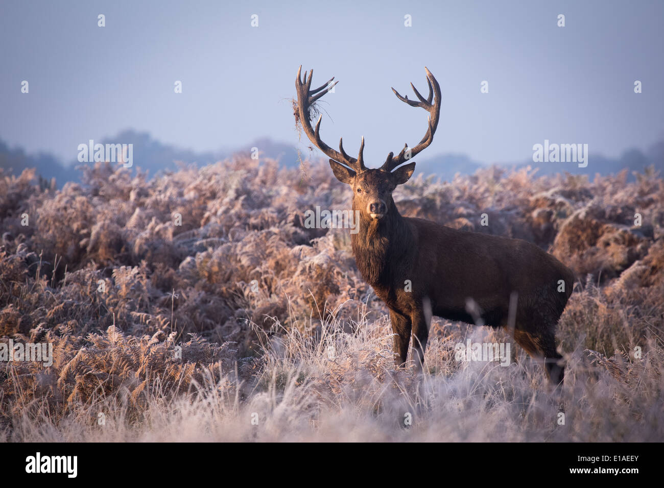 Richmond park london winter hi-res stock photography and images - Alamy