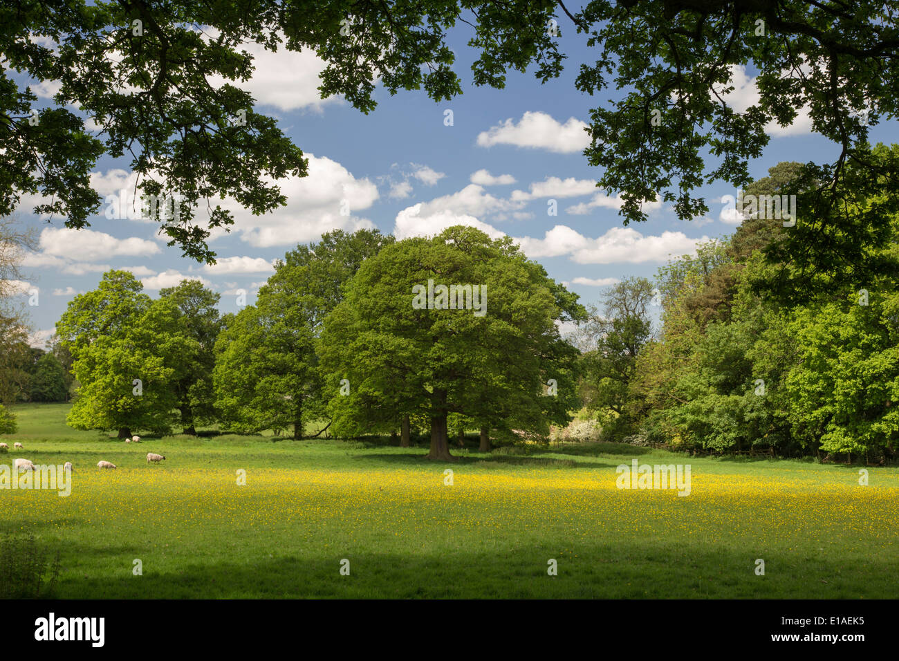 The English landscape in summer time, England, UK Stock Photo - Alamy
