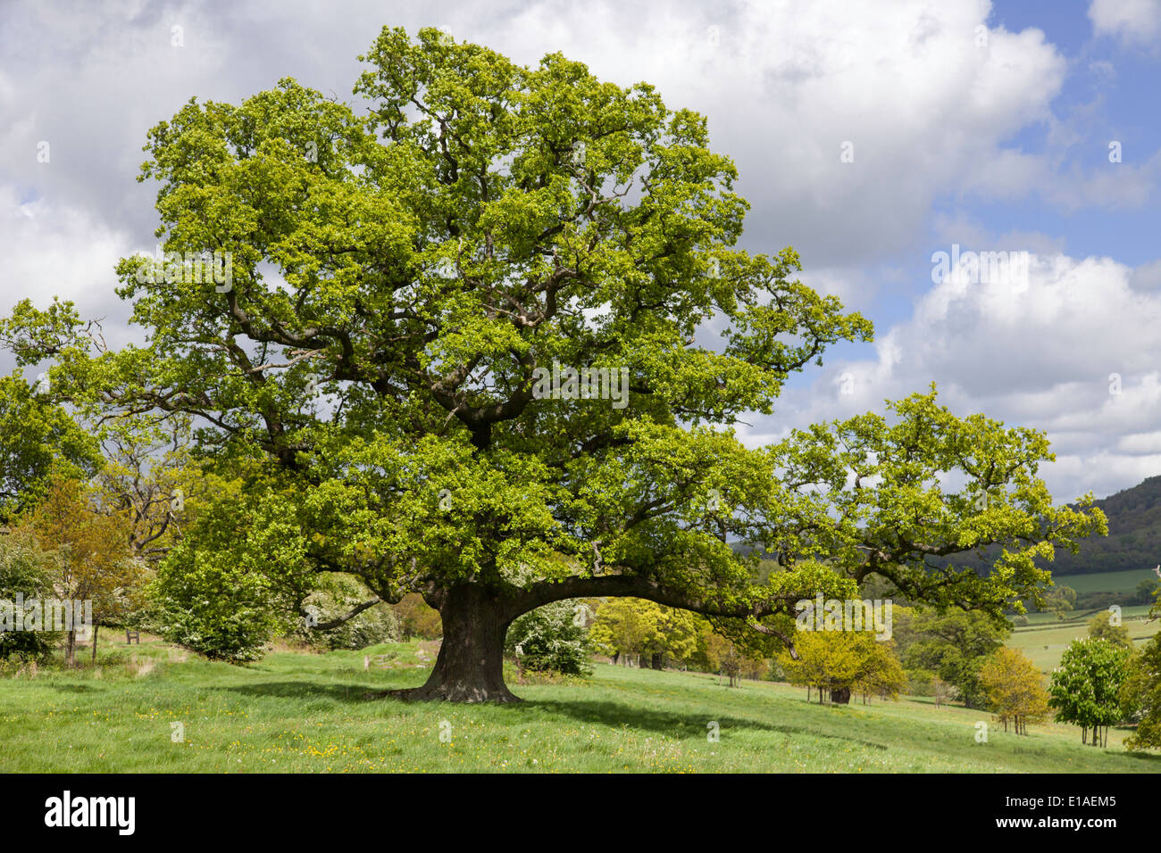 Mature Oak tree in springtime, Eastnor Park, Herefordshire, England, UK ...