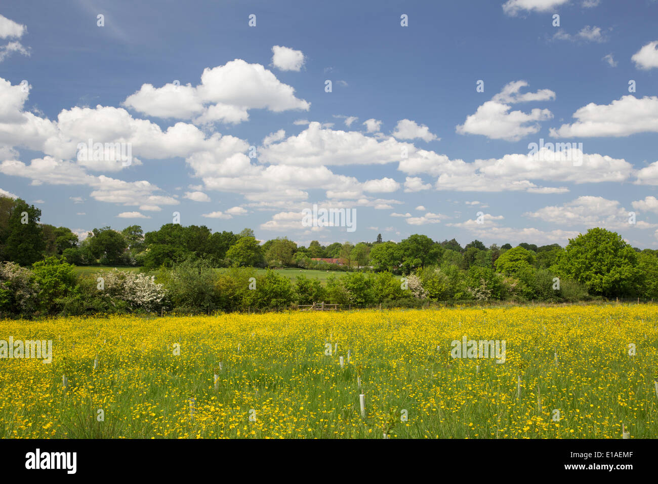 Buttercup wildflower meadows, England, UK Stock Photo - Alamy