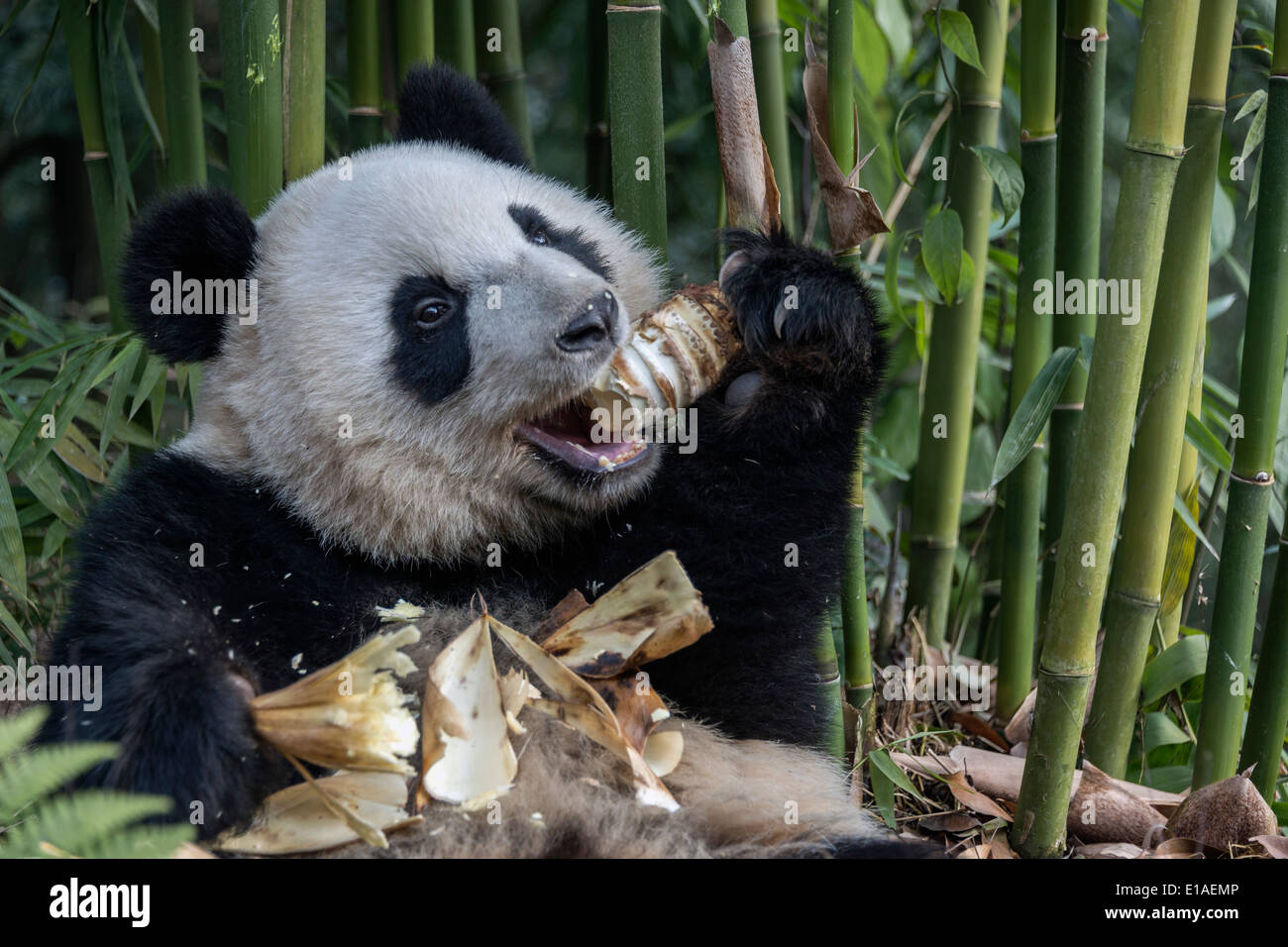 Messy Eater High Resolution Stock Photography and Images - Alamy