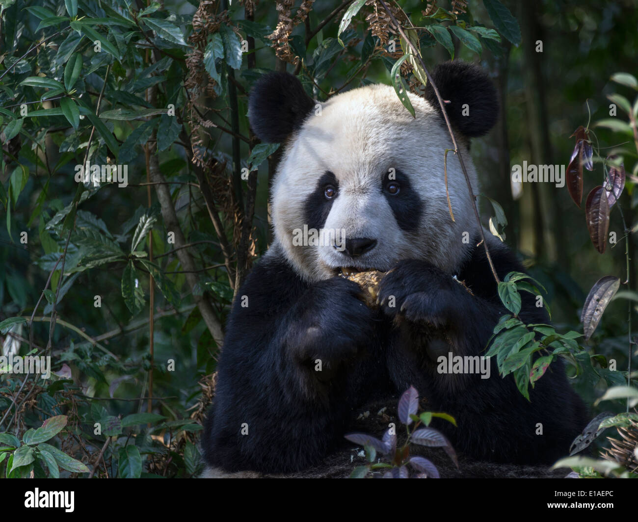 Adult panda sitting in a spot of sun eating a bamboo shoot, Bifeng Xia ...