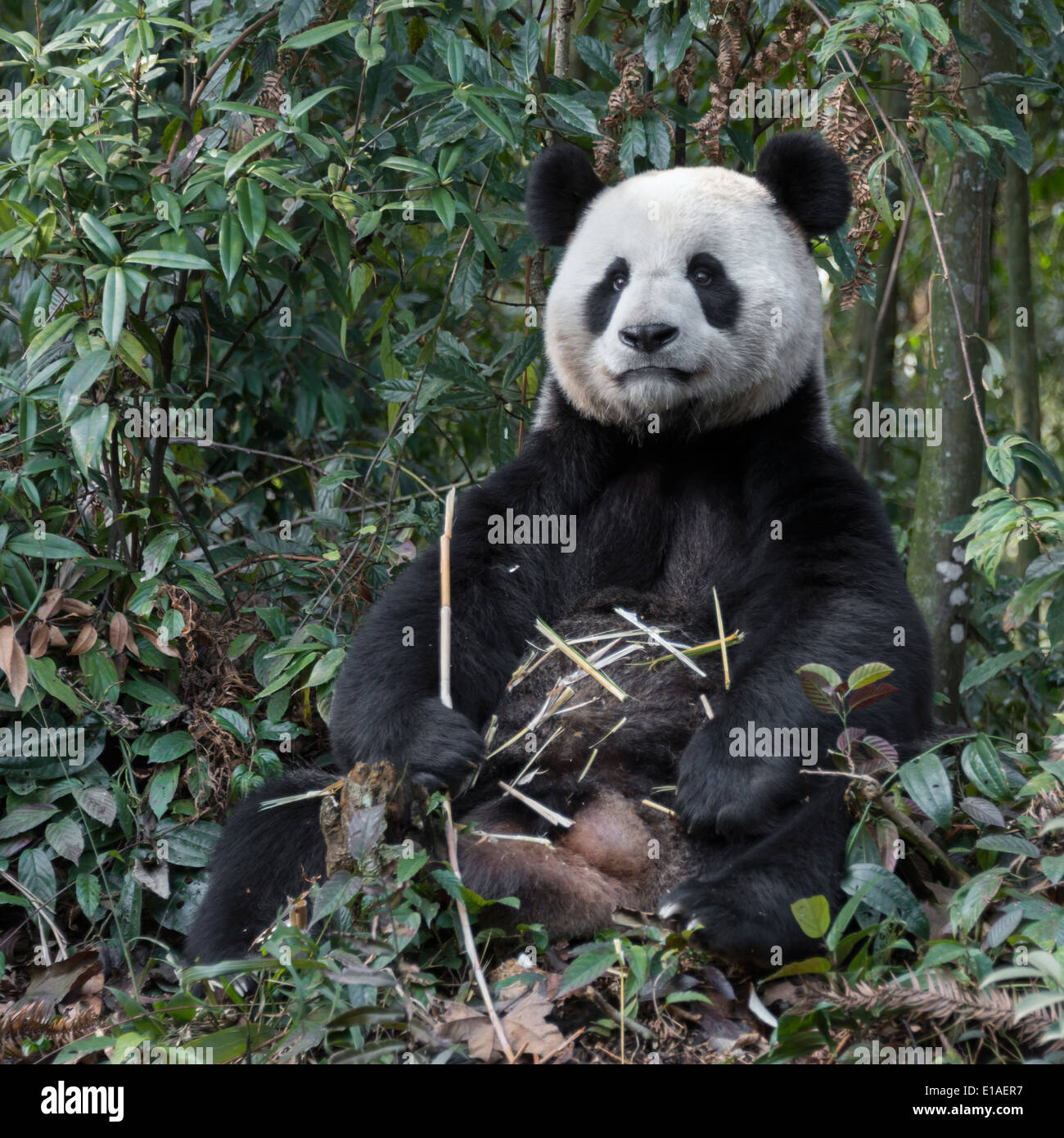 Giant panda eating paw hi-res stock photography and images - Alamy