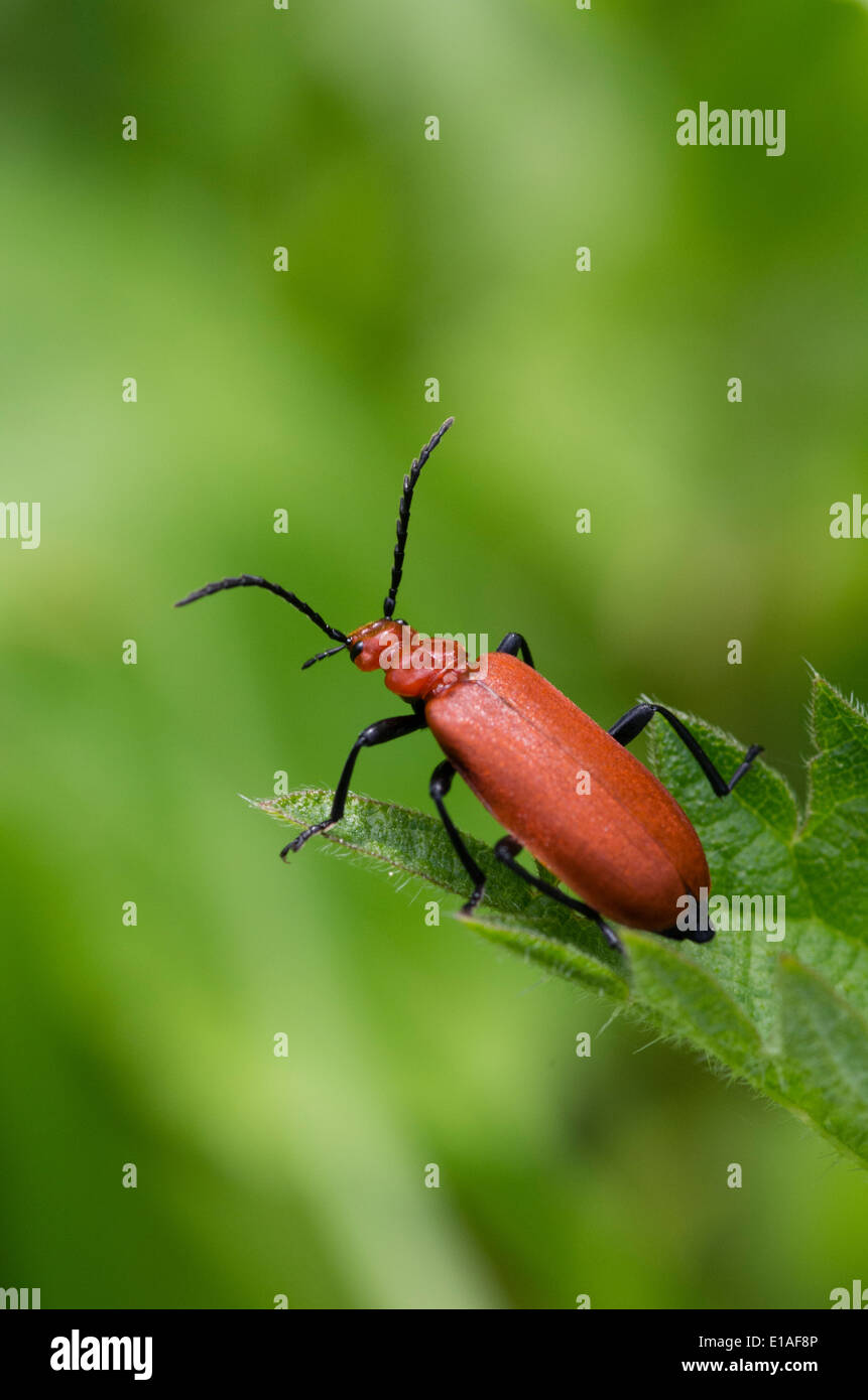 Red-headed cardinal beetle Stock Photo - Alamy