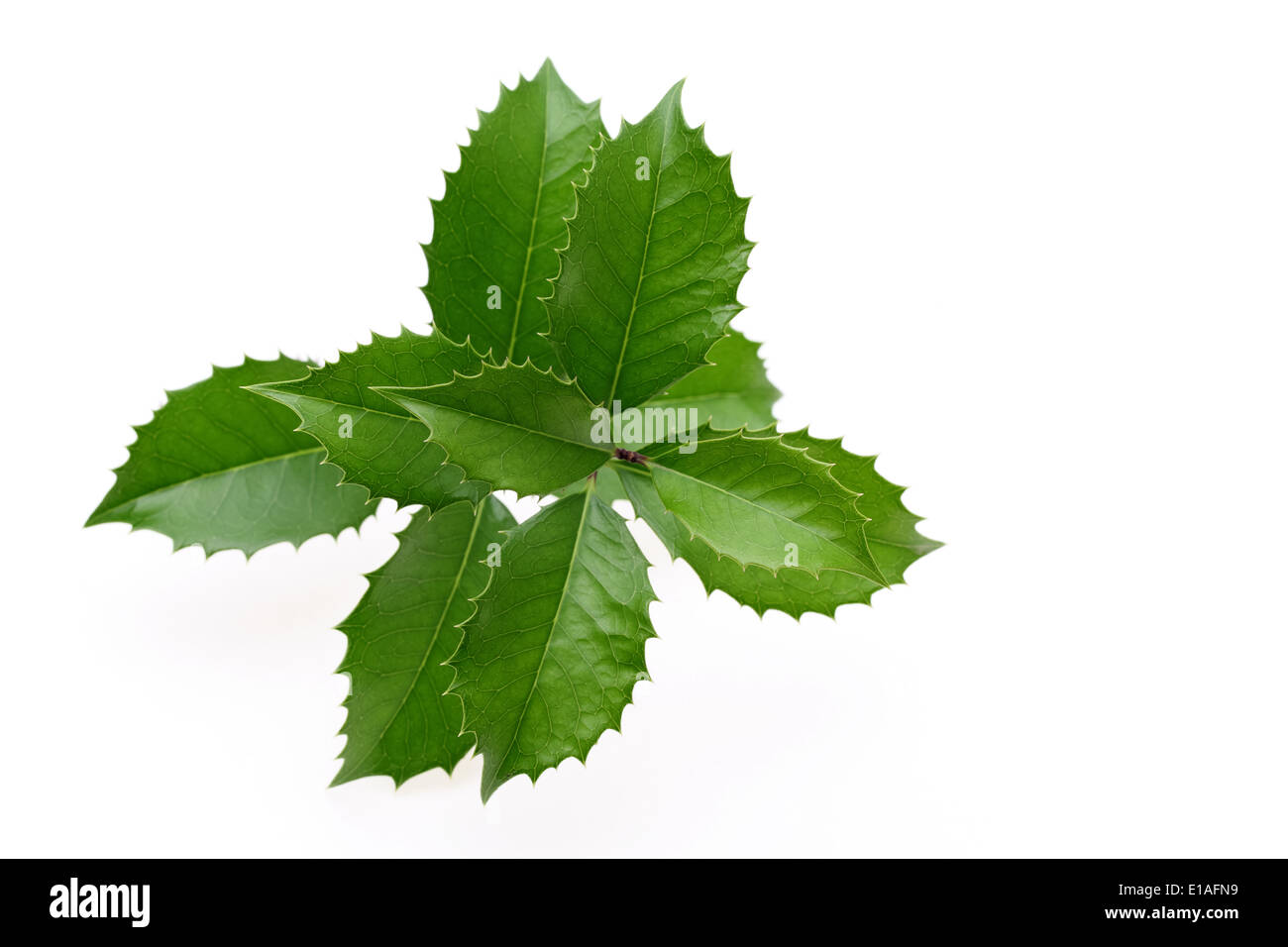 branch of holly on white background, hiiragi Stock Photo - Alamy