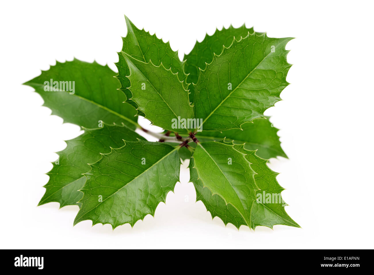 branch of holly on white background, hiiragi Stock Photo - Alamy