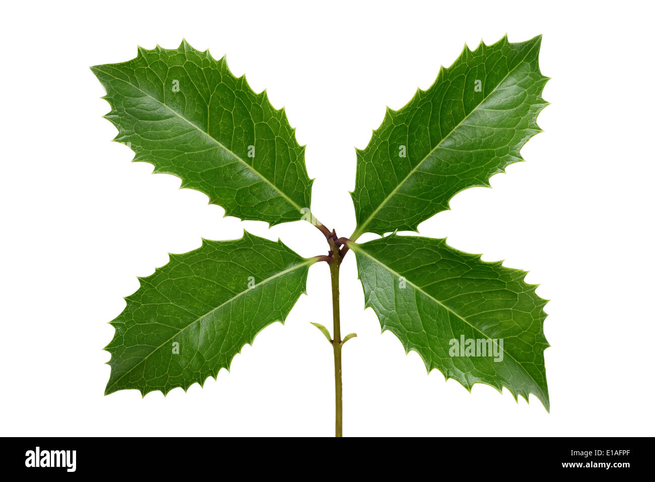 branch of holly on white background, hiiragi Stock Photo - Alamy