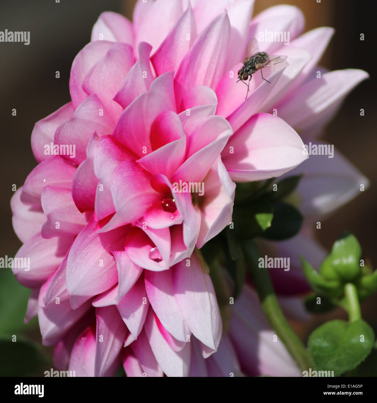 Spring dahlia hi-res stock photography and images - Alamy