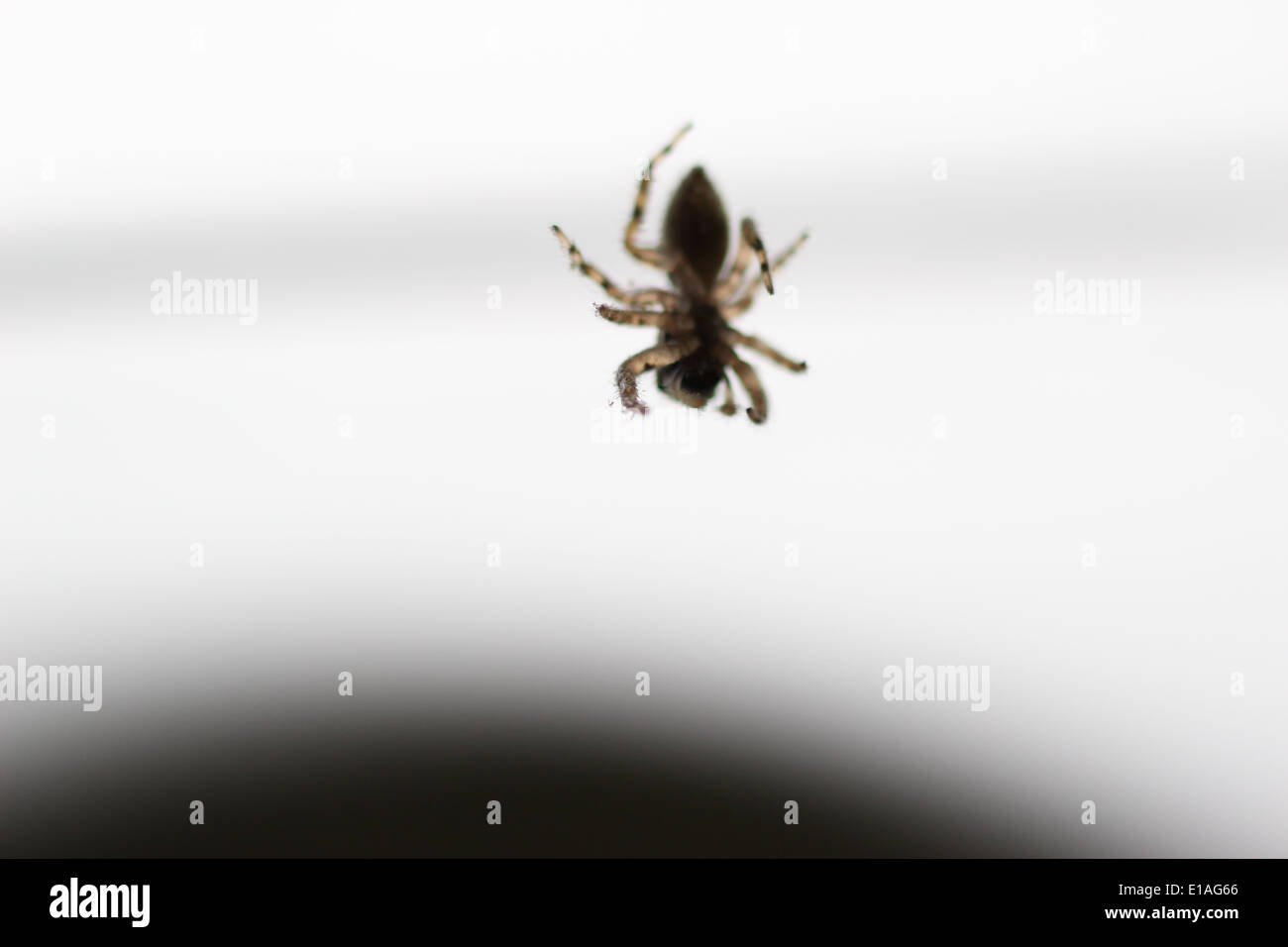 Spider making web hi-res stock photography and images - Alamy