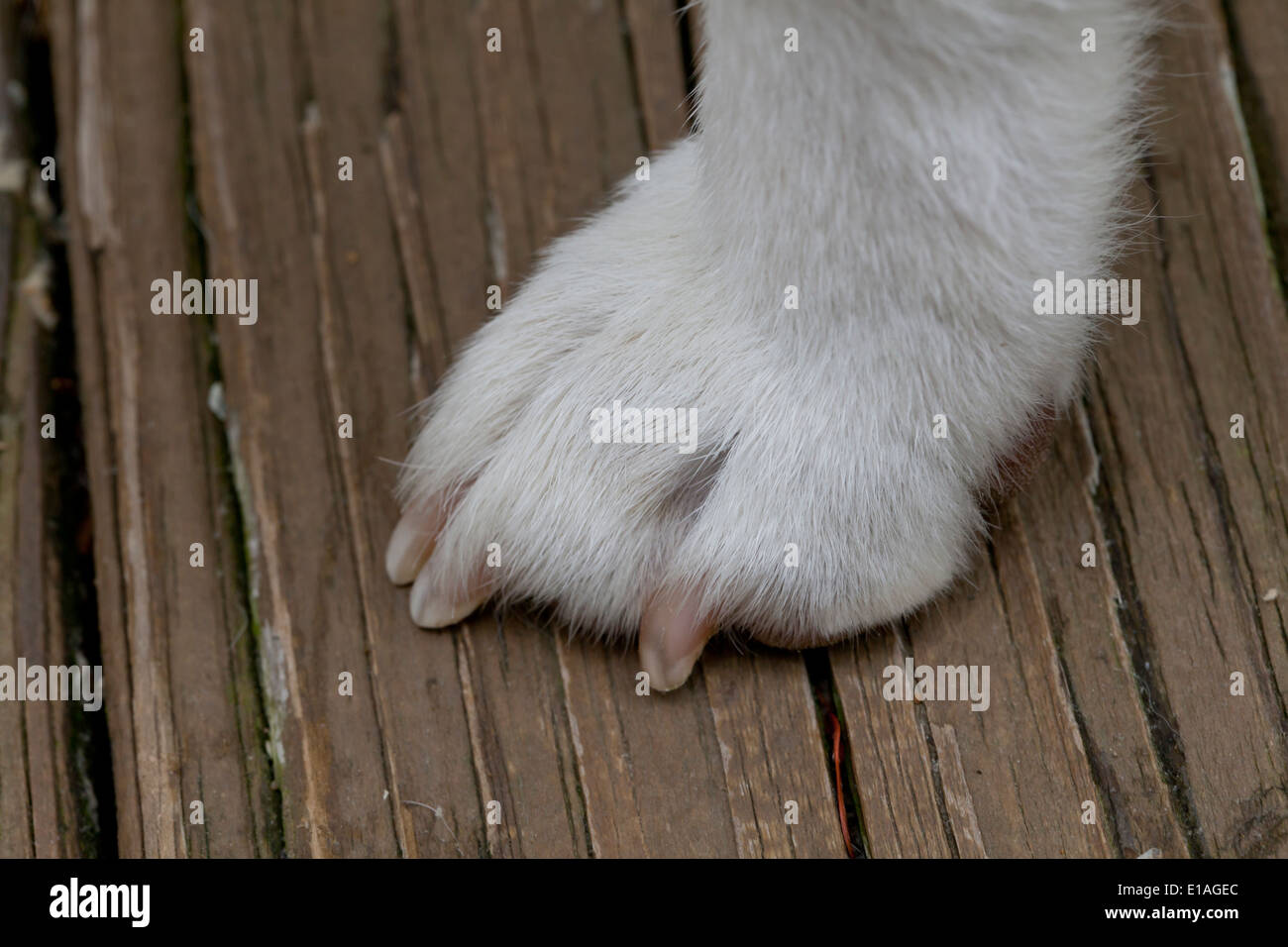 Closeup of dog's front paw Stock Photo - Alamy