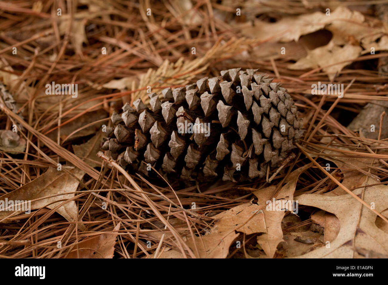 Mature pine cone hi-res stock photography and images - Alamy