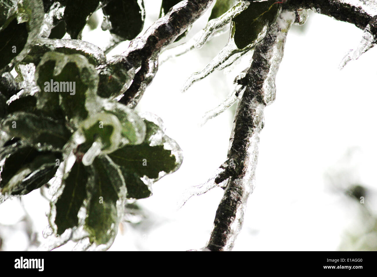 Frozen oak tree Stock Photo - Alamy