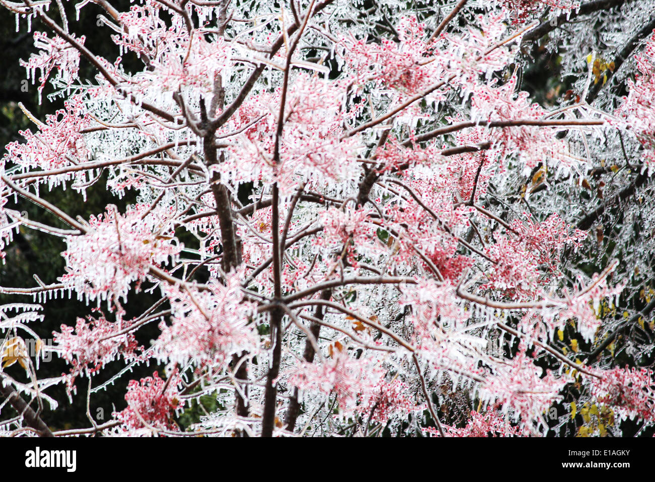 Pink berries tree hi-res stock photography and images - Alamy