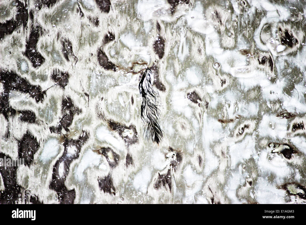 feather stuck in ice Stock Photo - Alamy