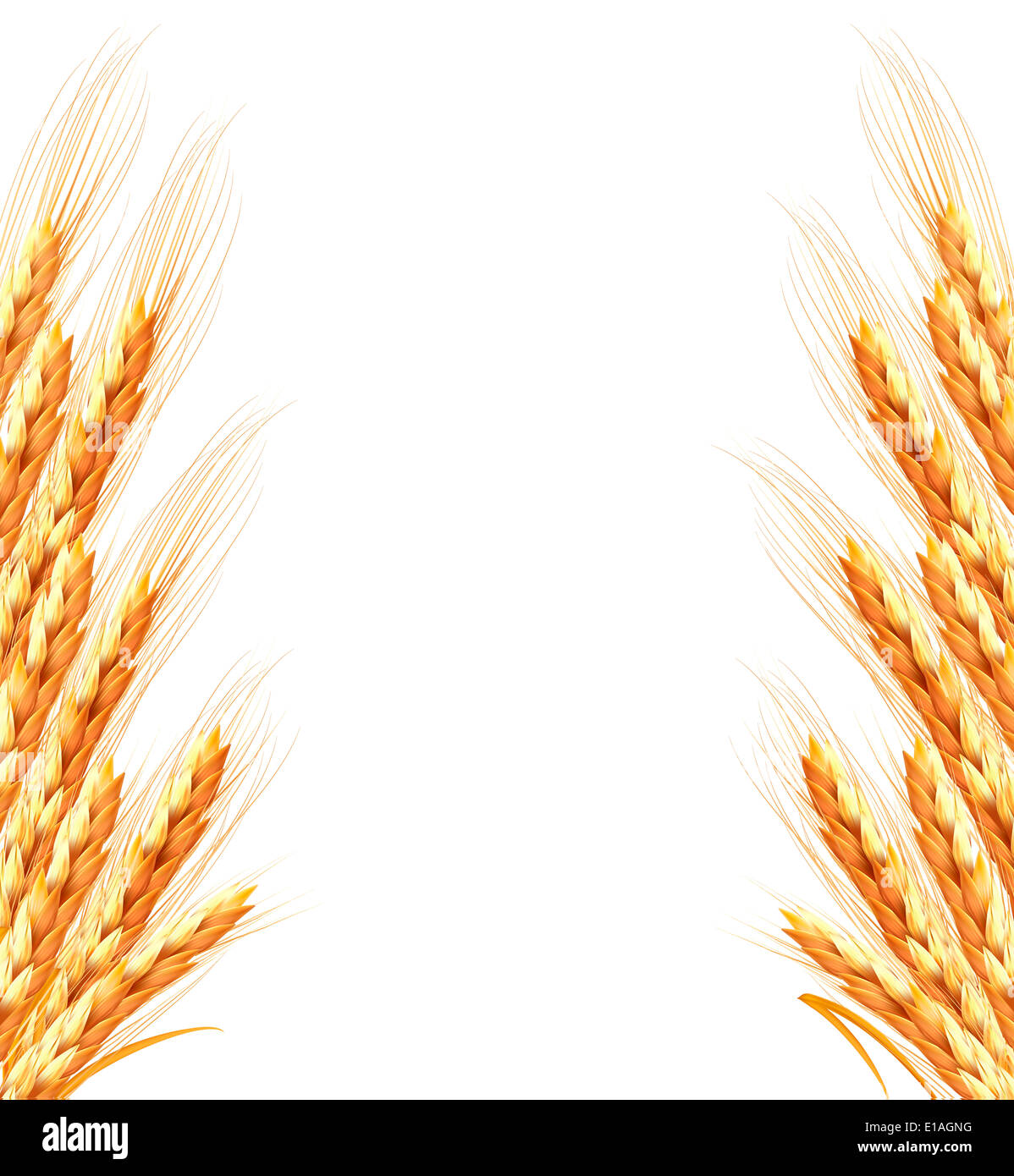 Ears of wheat background. Vector illustration Stock Photo - Alamy