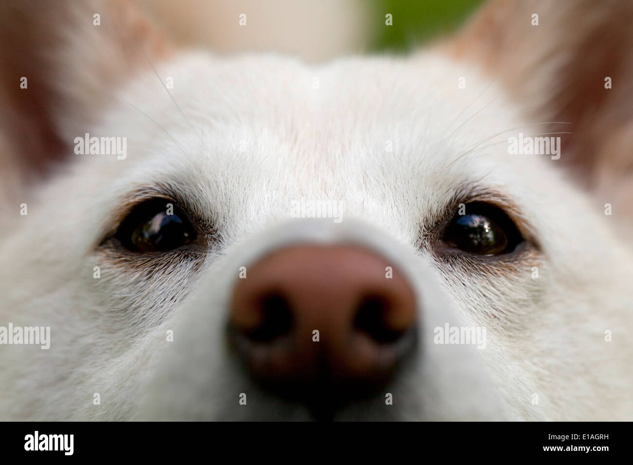 Closeup of a dog's snout Stock Photo - Alamy