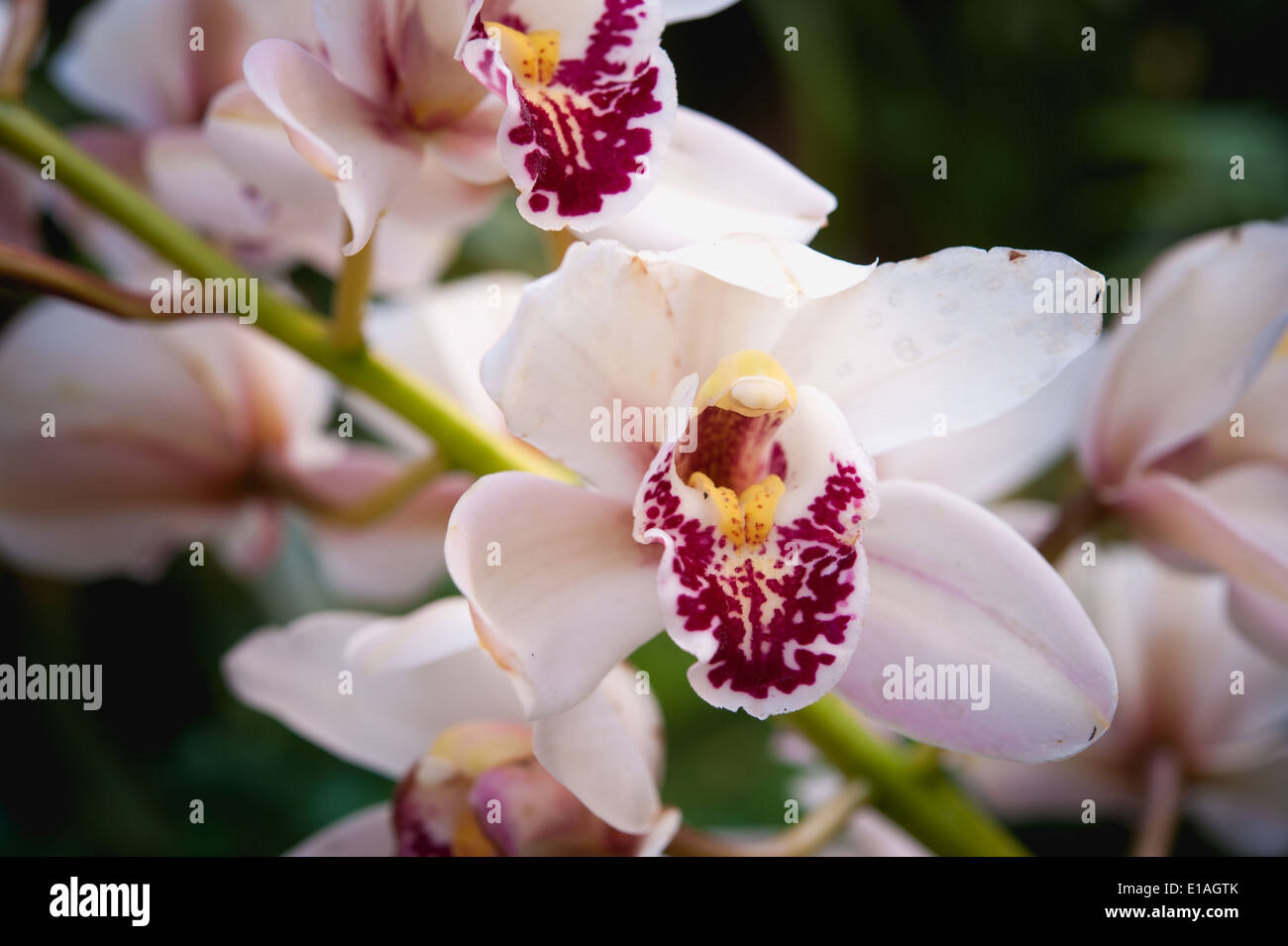 Cymbidium insigne orchid in Thailand Stock Photo - Alamy
