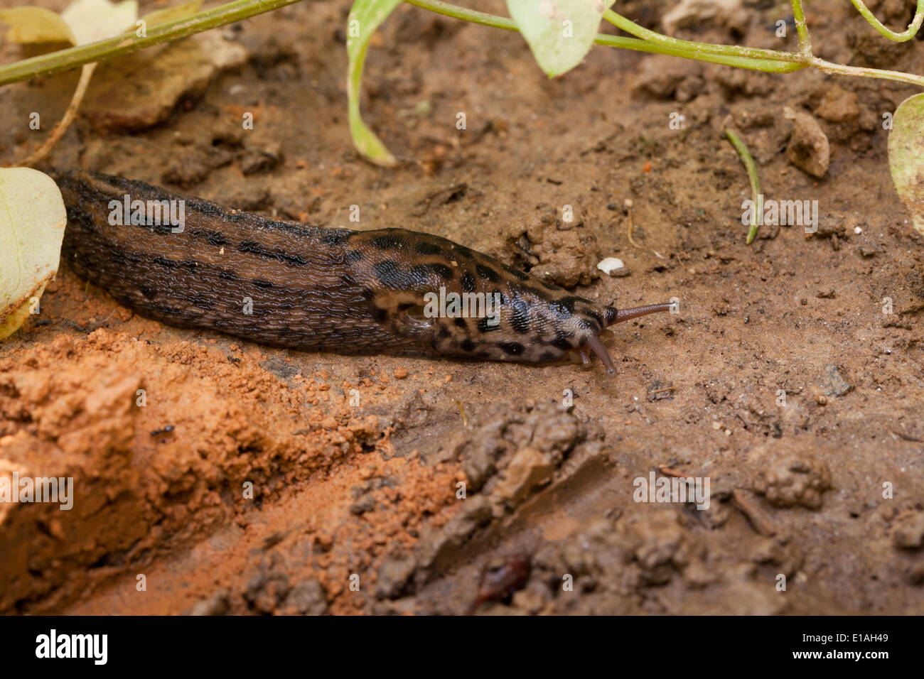 Gray slug - USA Stock Photo - Alamy