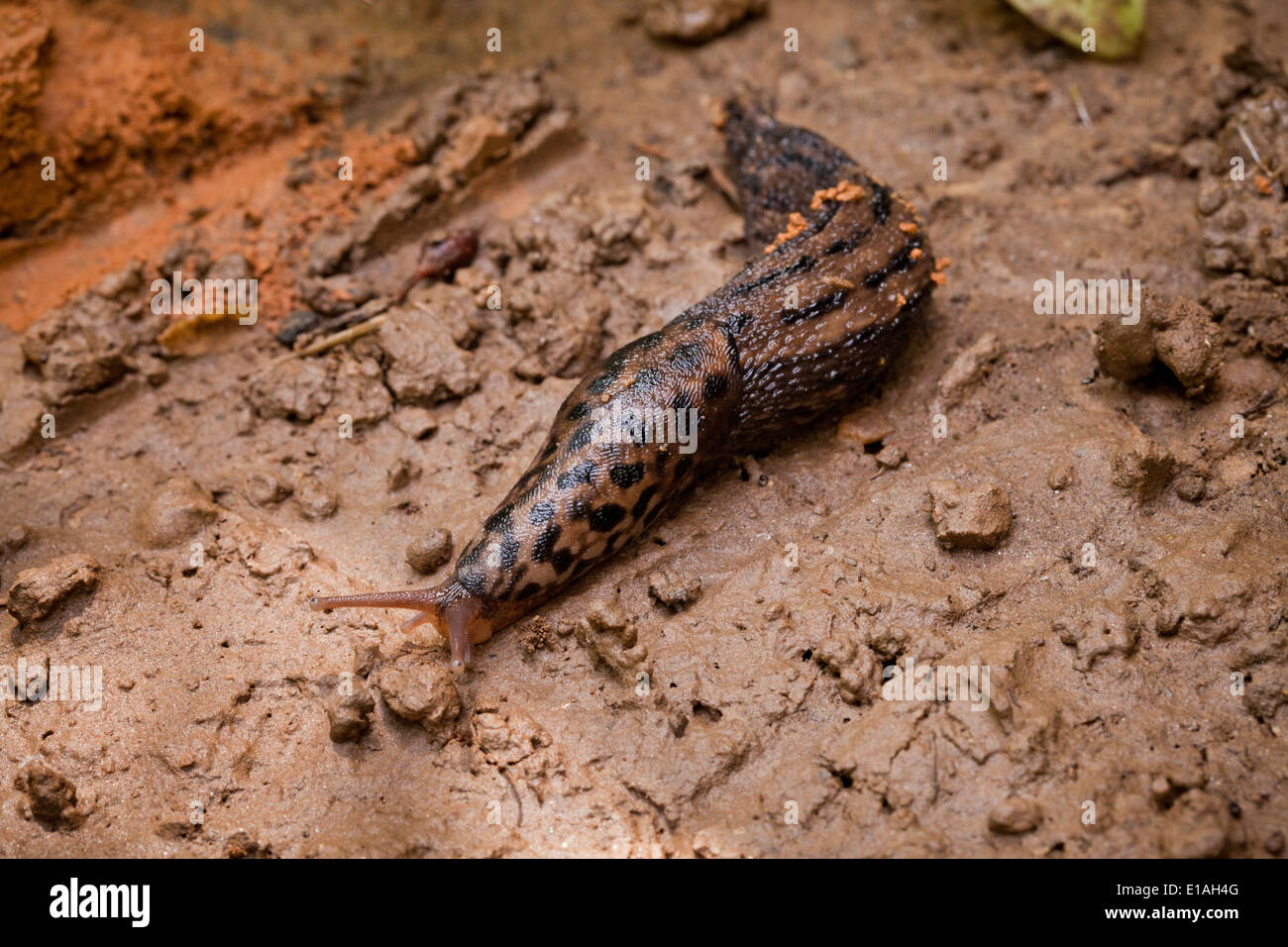 Gray slug - USA Stock Photo - Alamy