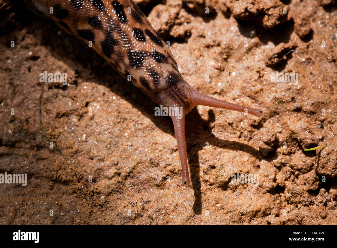 Gray slug - USA Stock Photo - Alamy