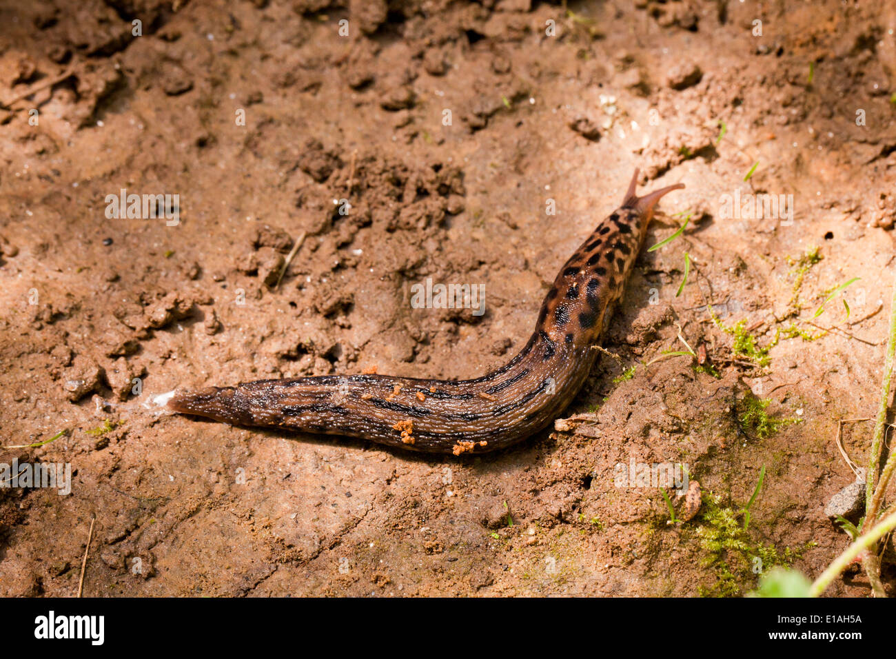 Gray slug - USA Stock Photo - Alamy