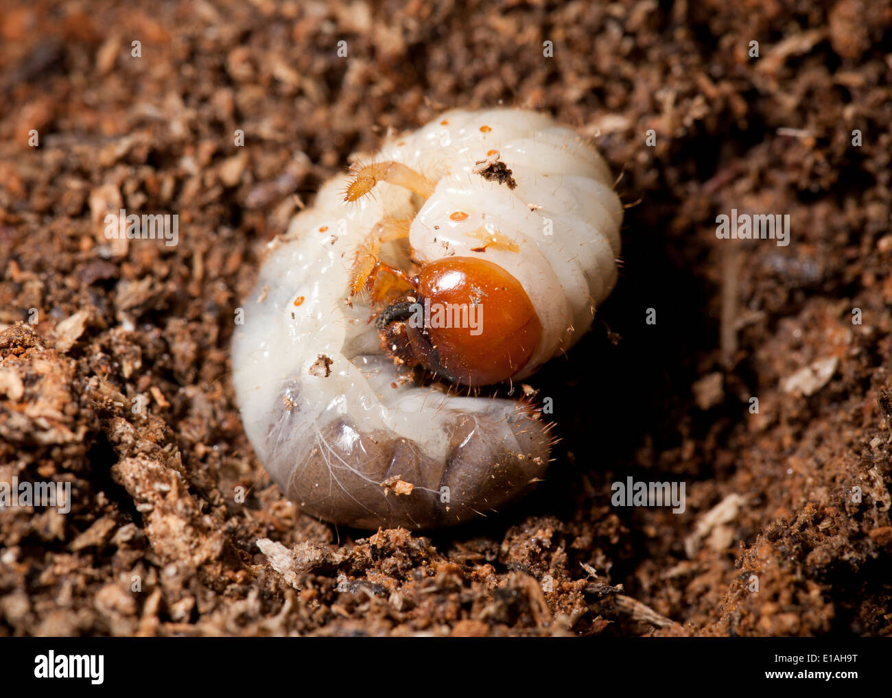 Beetle larva hi-res stock photography and images - Alamy
