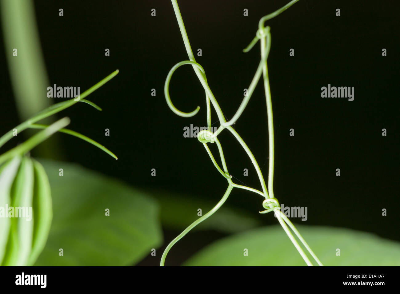 Tendrils on pea plant Stock Photo - Alamy