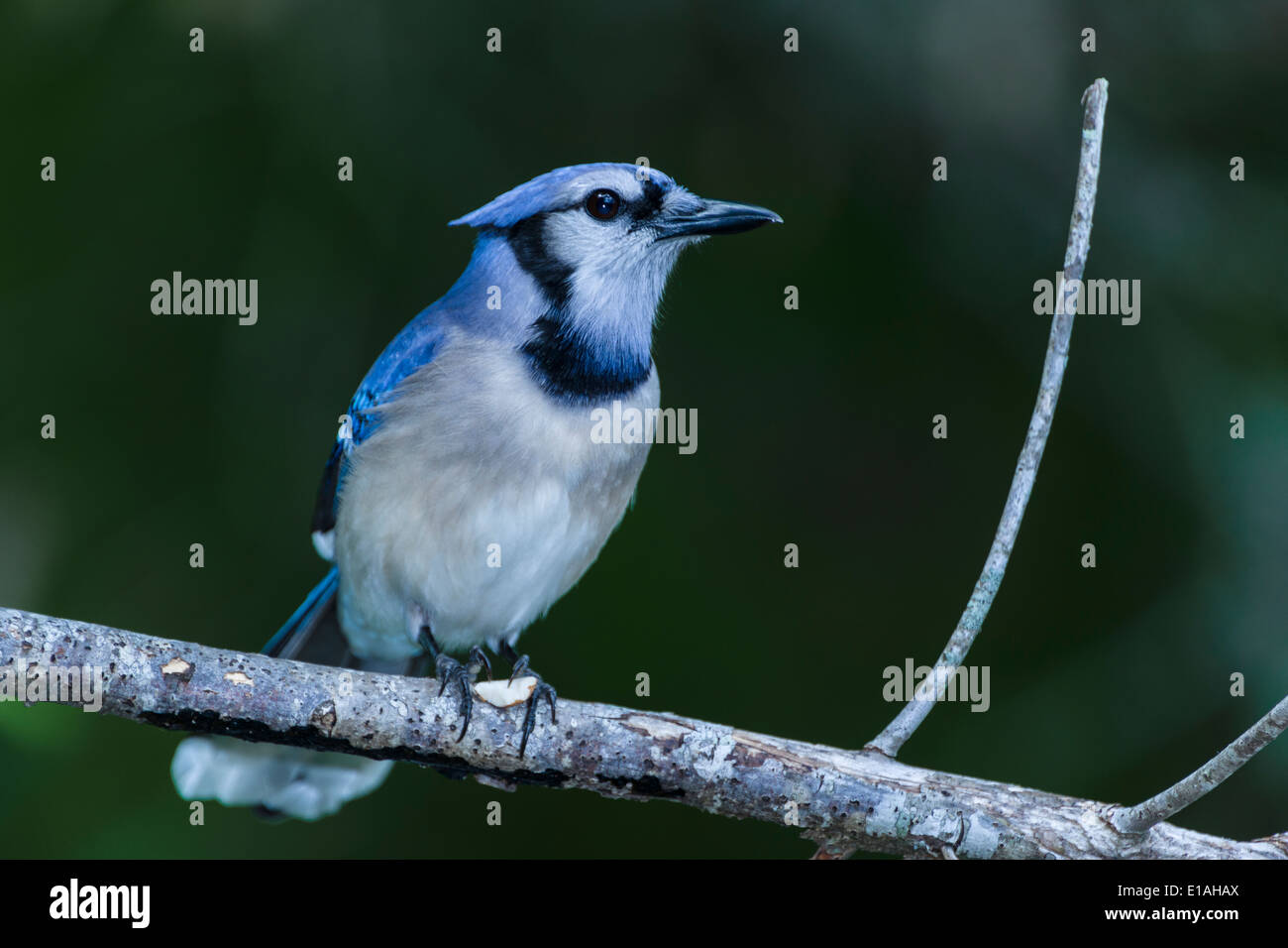 Blue jay bird hi-res stock photography and images - Alamy
