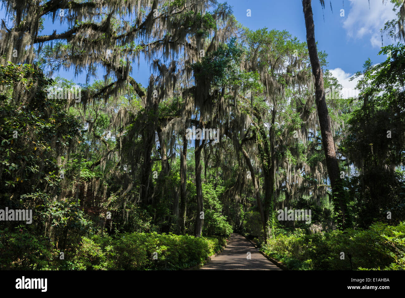 Scenic Florida Spanish moss Stock Photo - Alamy