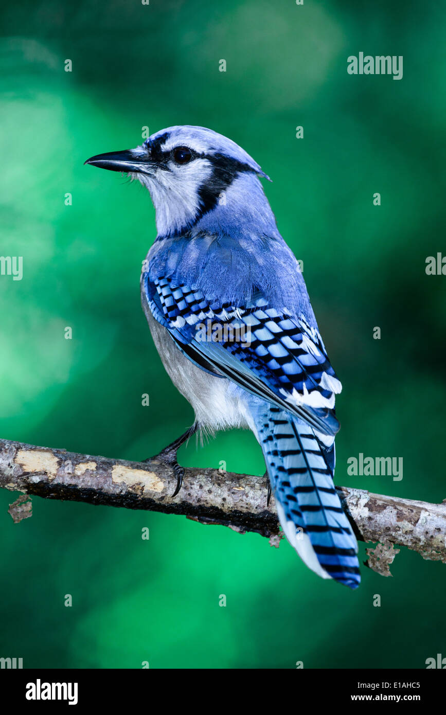 Blue jay bird hi-res stock photography and images - Alamy