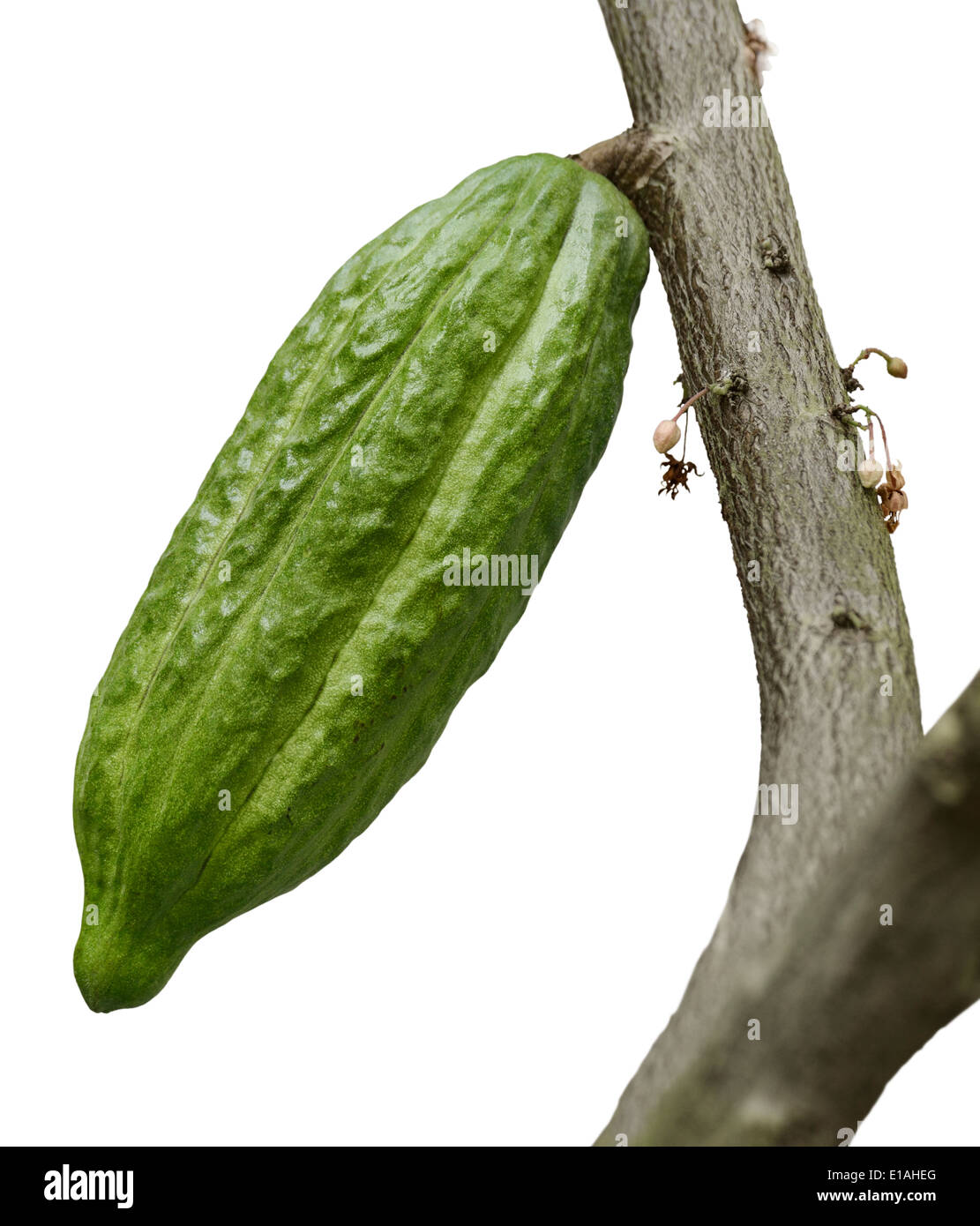 Cocoa tree flower hi-res stock photography and images - Alamy