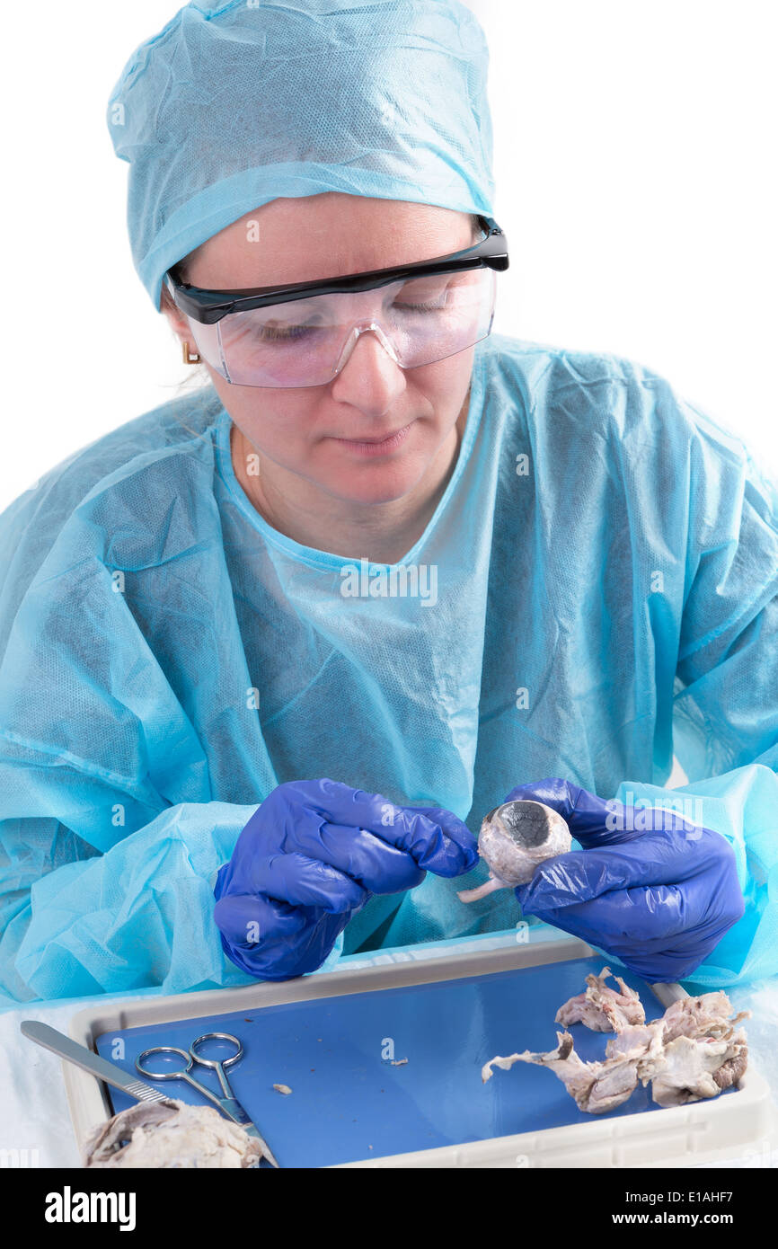 Pathologist hi-res stock photography and images - Alamy