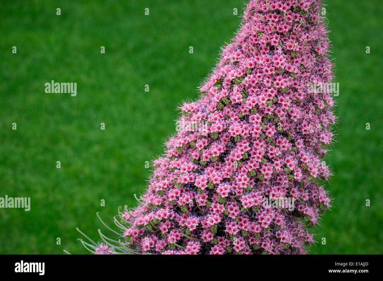 Has tiny pink flowers hi-res stock photography and images - Alamy