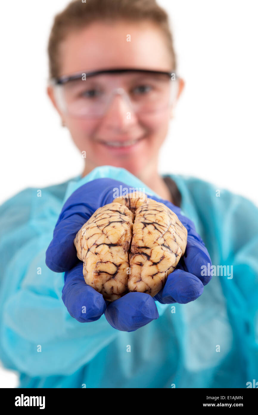 Anatomy cow brain hi-res stock photography and images - Alamy