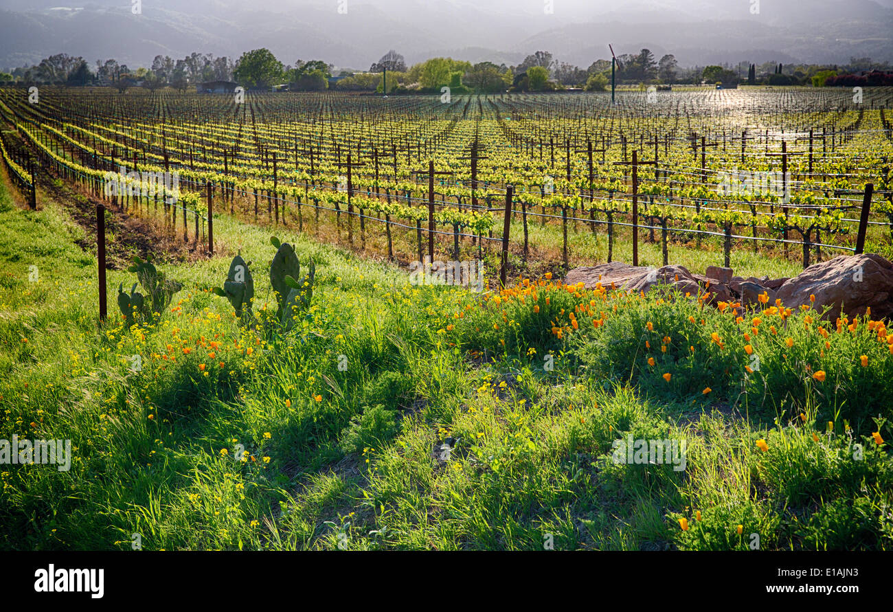 Spring Vine and Poppies in Napa Valley, Rutherford, California Stock ...