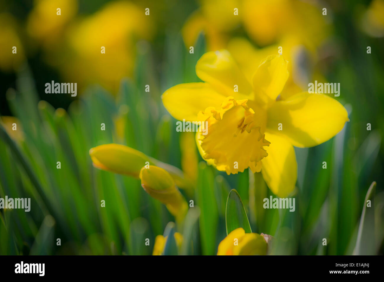 Daffodil green yellow petals hi-res stock photography and images - Alamy
