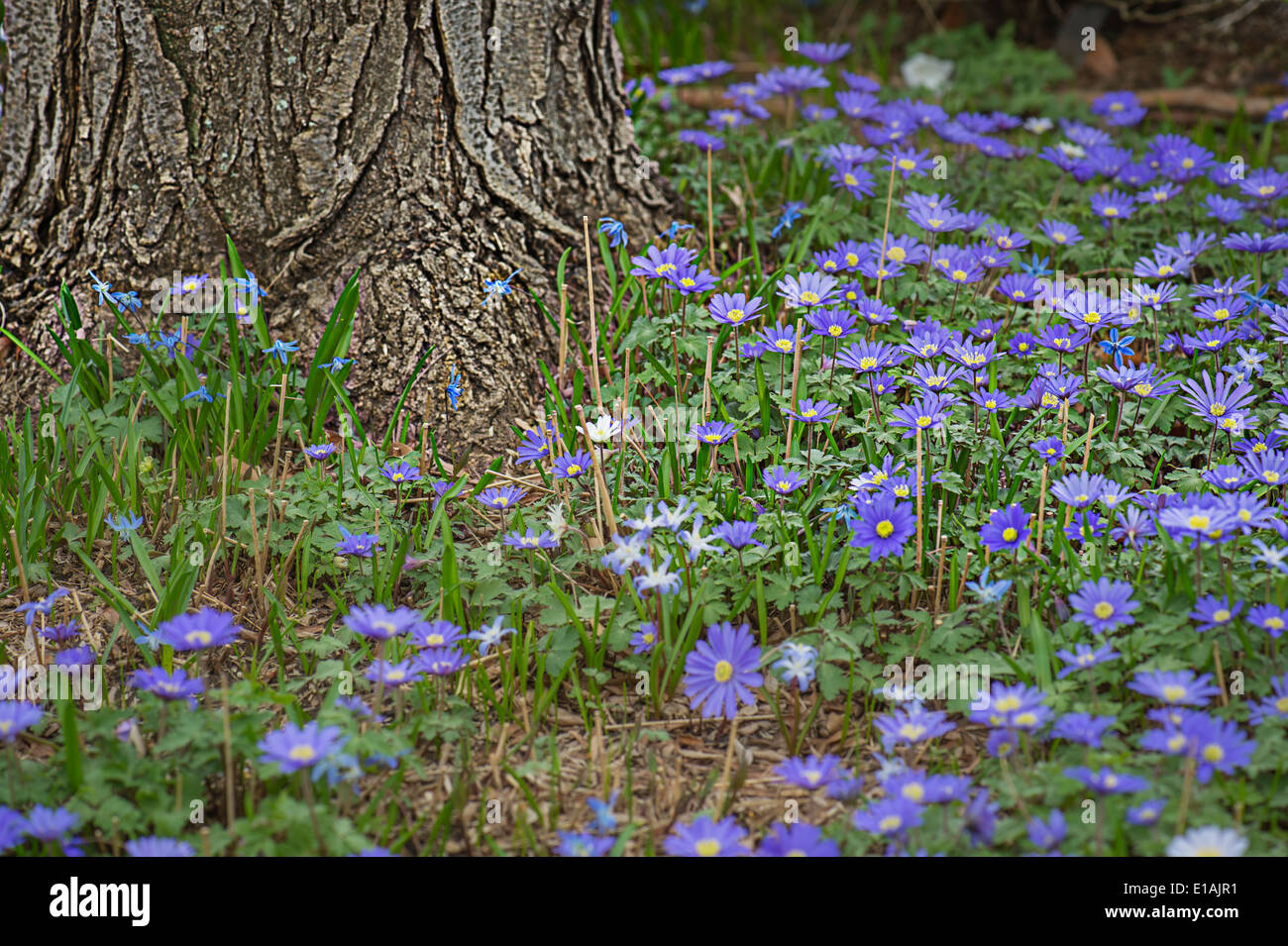 Field Of Blue Flowers With Tree Stock Photo - Alamy
