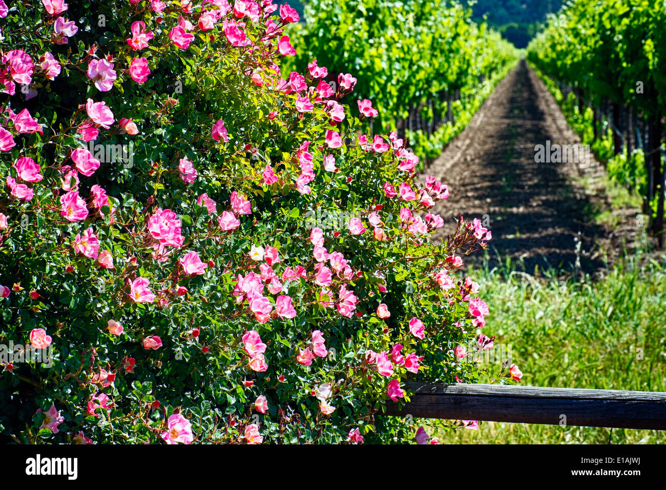 Red Flowers are Blooming in a Vineyard, Napa Valley, California Stock ...